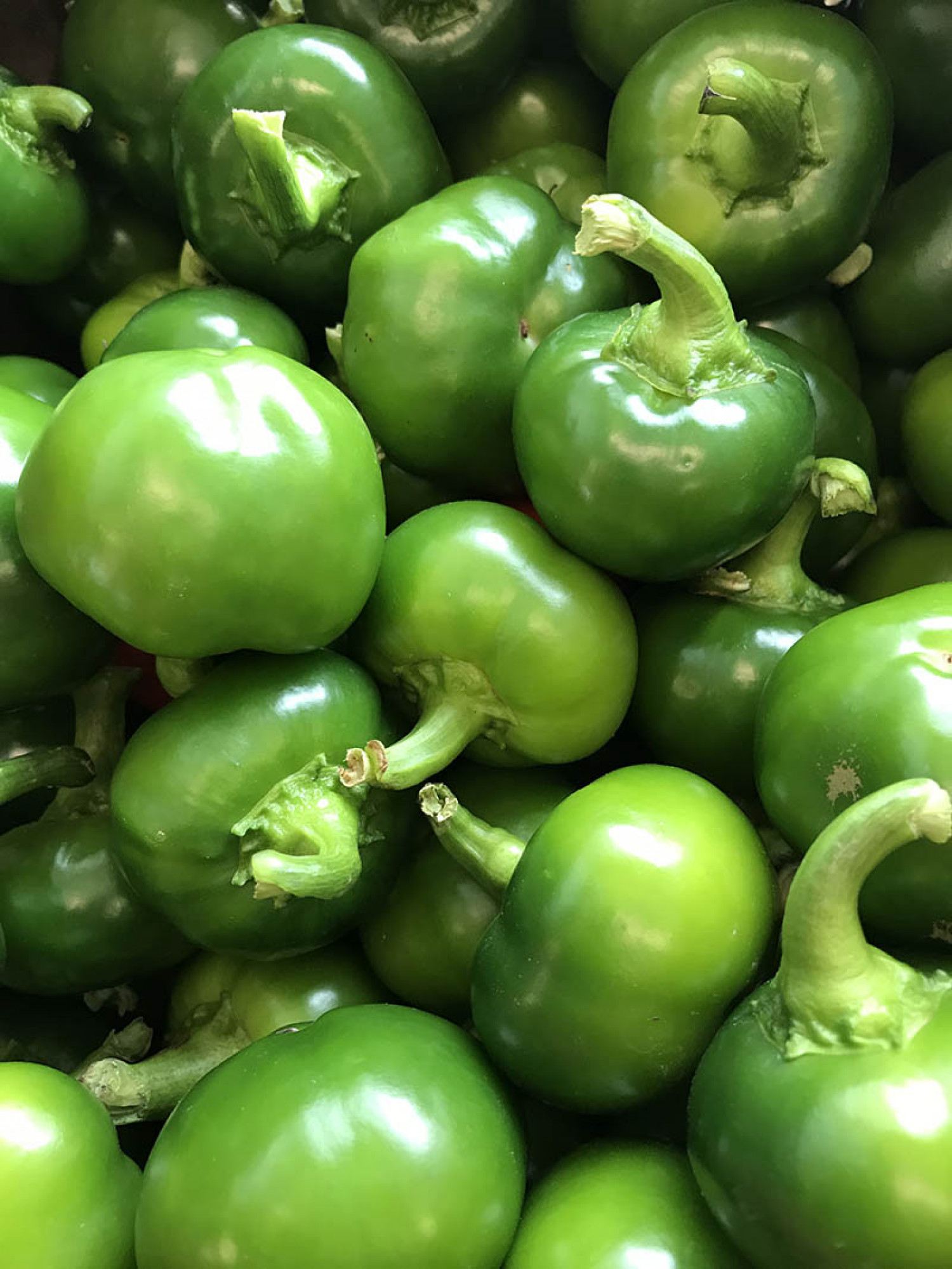 Canning & Freezing program